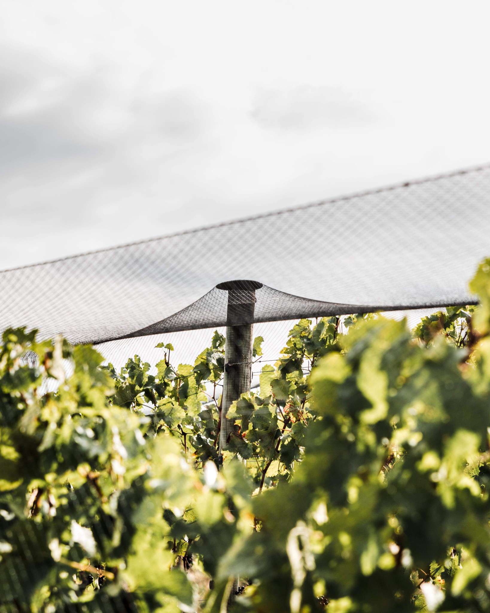 yoann grape nets - Peacock Sky Vineyard