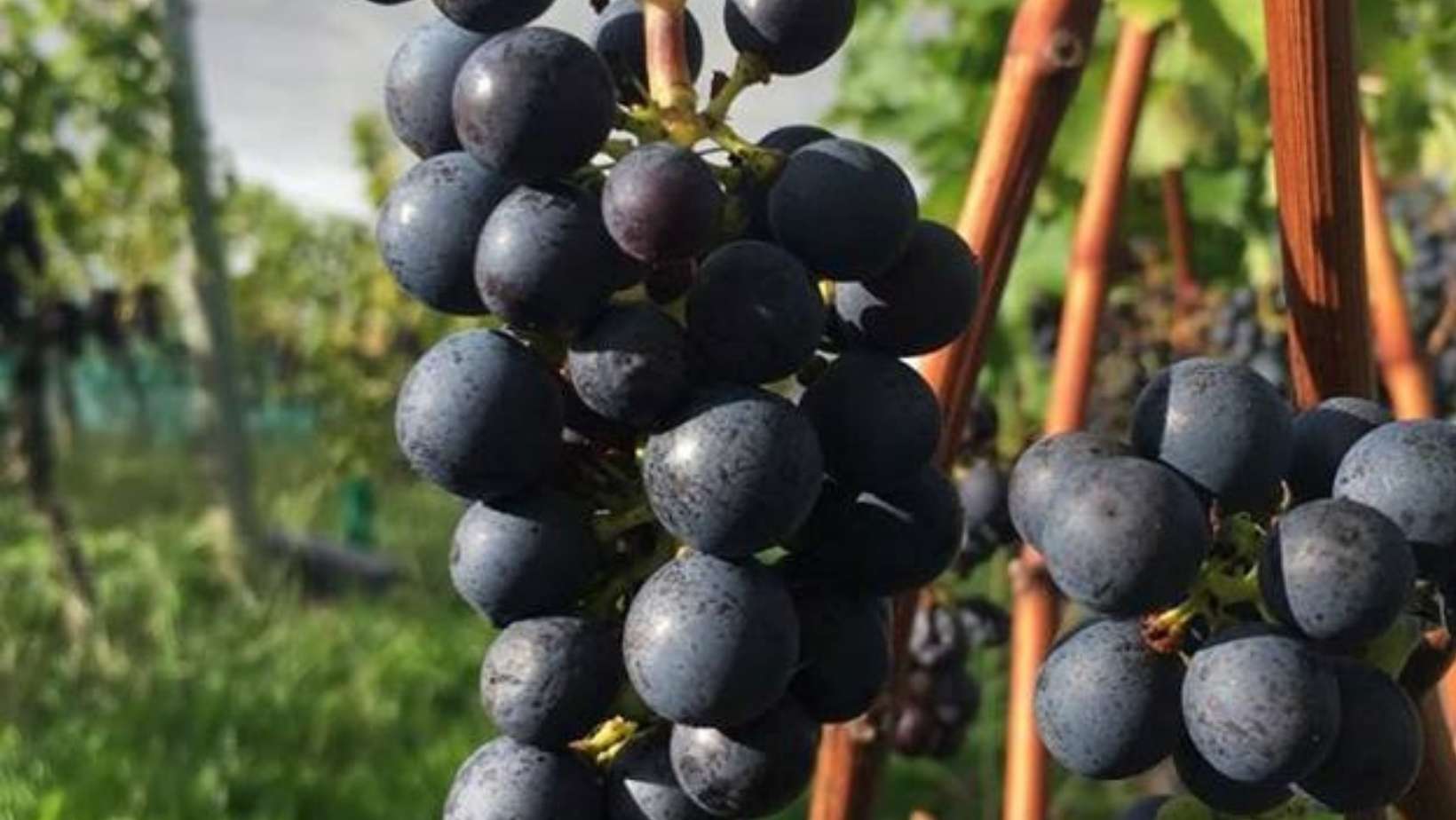 grapes cover - Peacock Sky Vineyard